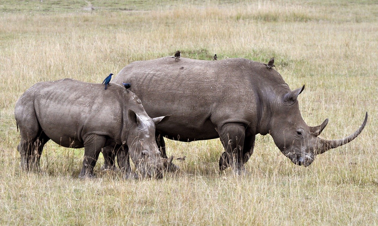 Le nombre de rhinocéros augmente en Afrique, selon une ONG | Infonature ...